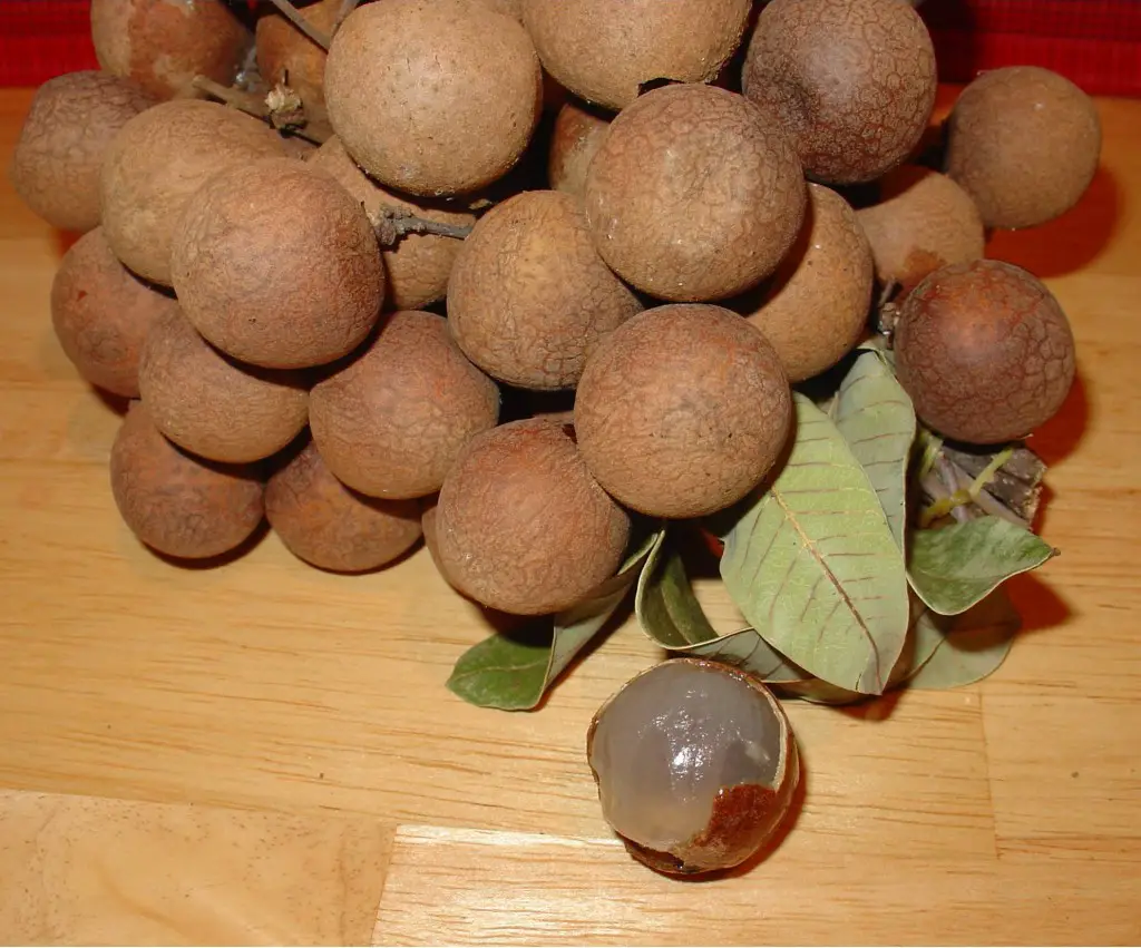 Longan Fruit